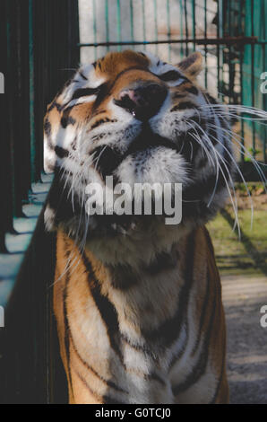 Face with eye of a tiger behind bars in zoo in Yangon, Burma/Myanmar ...