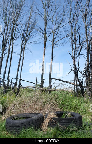 Burnt and twisted trees after a hedgerow fire, with new growth starting ...