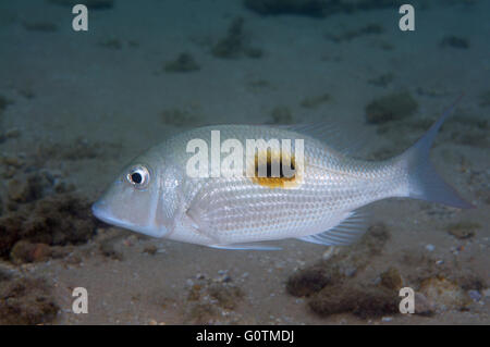 thumbprint emperor, blackspot emperor or emperor fish (Lethrinus harak ...