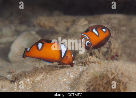 queen coris or red wrasse (Coris formosa) juvenile color, Indian Ocean ...