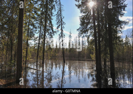 Evening in taiga. Lake with forest and blue twilight sky. Landscape ...