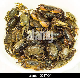 Group of mud crabs, different sizes Stock Photo - Alamy
