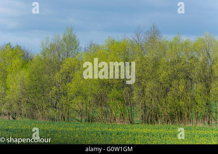 Budding spring trees fresh green germinating field cloudy sky Stock ...