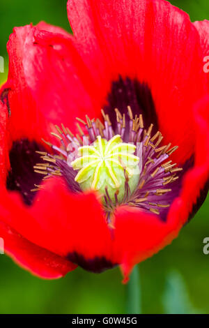Common poppy (Papaver rhoeas) flower, Saxony, Germany Stock Photo - Alamy