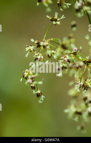 Wood Melick, Melica uniflora Stock Photo - Alamy
