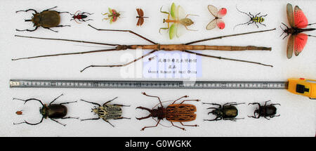 --FILE--The world's longest insect, a stick insect measuring 640 ...
