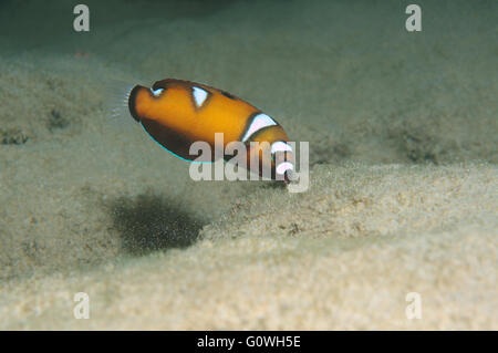 queen coris or red wrasse (Coris formosa) juvenile color, Indian Ocean ...
