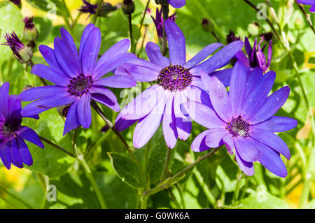 SENETTI Pericallis Hybrids Stock Photo - Alamy