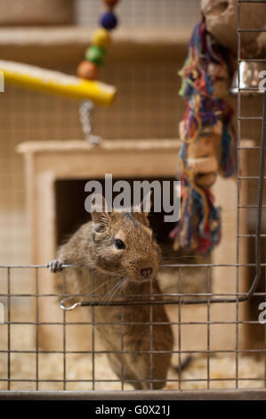 Degus at Play Stock Photo - Alamy
