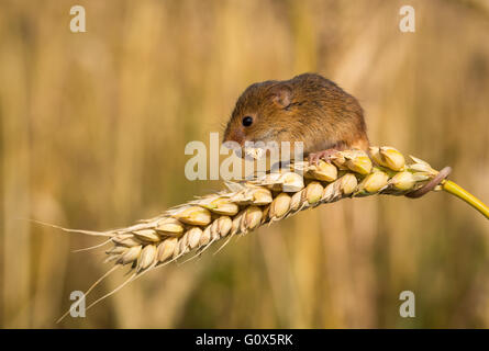 Field mouse eating corn Stock Photo - Alamy
