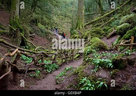 The moss covered rocks of Puzzlewood, an woodland near Coleford, Royal Forest of Dean, UK Stock ...