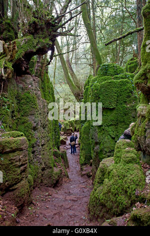Moss covered rocks in Puzzlewood, an attraction in the Forest of Dean ...
