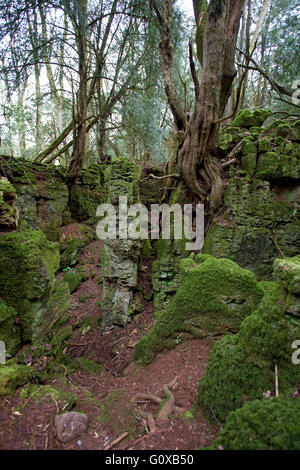 Moss covered rocks in Puzzlewood, an attraction in the Forest of Dean ...