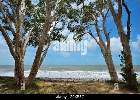 Eucalyptus Trees on Beach, Captain Cook Highway, Queensland, Australia ...