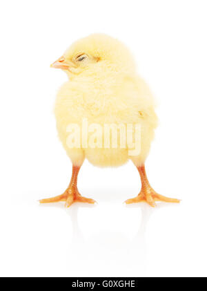 easter yellow chicken decoration isolated on white banner background ...