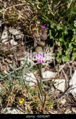 Silene conica L Silene conica L Stock Photo - Alamy