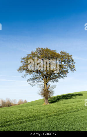 The English countryside in Spring, Nottinghamshire, England, U.K Stock ...
