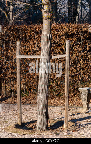 Staking of ornamental trees Stock Photo - Alamy