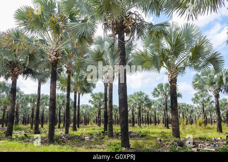 Growing Palm trees in Florida Stock Photo - Alamy