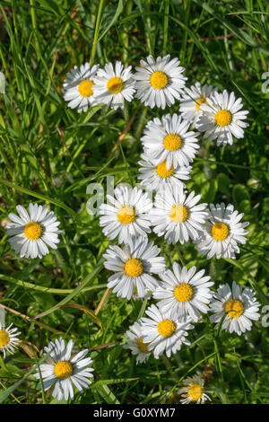 Group of daisies on grass Stock Photo - Alamy