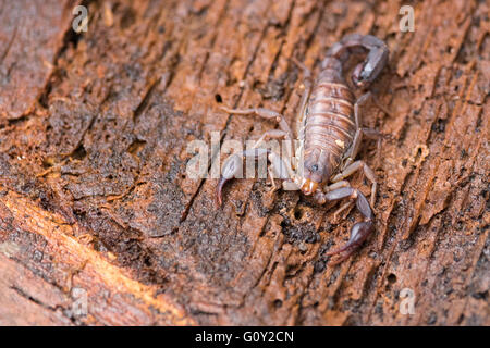 Southern Devil Scorpion (Vaejovis carolinianus) Arachnida Stock Photo ...