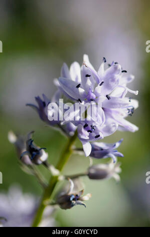 Flowering Scilla Squill in a garden Stock Photo - Alamy
