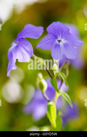 Browallia speciosa Browallia speciosa Stock Photo - Alamy