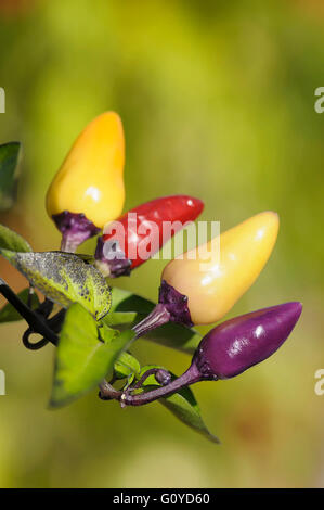 Capsicum annuum ‘Fairy Lights’. Chilli peppers ‘Fairy Lights’ on the ...