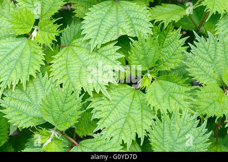 White Ramie, China Grass (Boehmeria nivea), twig with leaves, studio ...