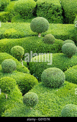 Buxus sempervirens, common box, European box or boxwood bright green ...
