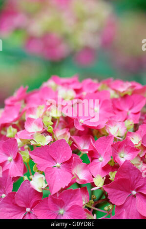 Pink hydrangea flowering in garden. Popular ornamental shrub with large ...