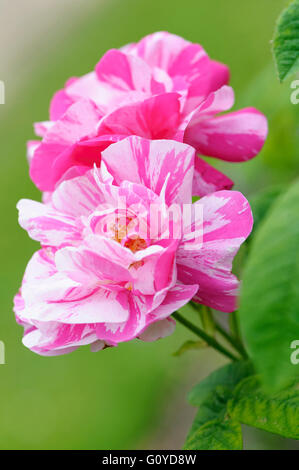 Rosa gallica 'Versicolor'. Rosa mundi shrub rose in an English garden ...