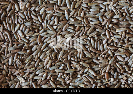 Uncooked rye grain seeds with nutrition facts on white background Stock ...