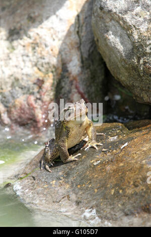 American toad at backyard pond Stock Photo - Alamy