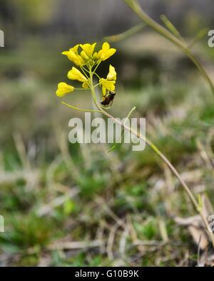 Honey Bee sucking nectar from the flower.! Nature at its beauty.! Stock ...