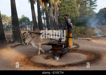 In the Myanmar, a basic groundnut mill towed by a zebu. This kind of ...