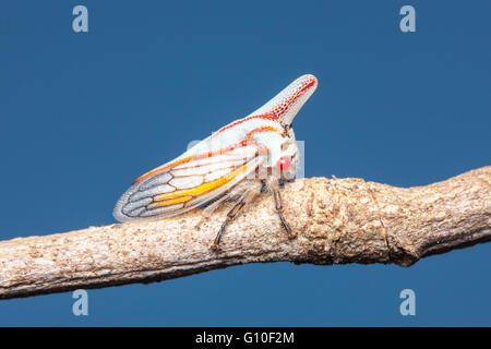 Oak Treehopper (Platycotis vittata Stock Photo - Alamy