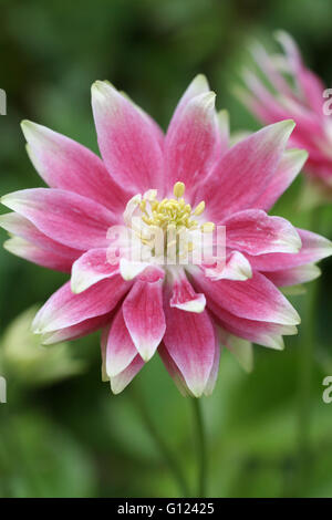 Delicate pink little flower against a green background Stock Photo - Alamy