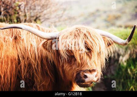 Highland cow on Exmoor, Devon, UK Stock Photo - Alamy