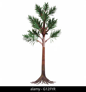 Cordaites are considered the ancestors of conifers. They were plants ...