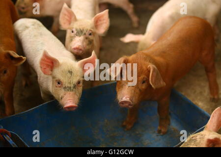 Hungry dirty pink piglets in a pig farm Piglets Bars, Grille Stock ...