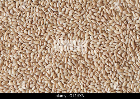 grain texture of raw pearl barley Stock Photo - Alamy