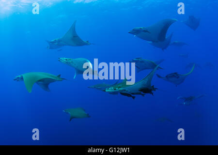 Group of Sicklefin Devil Ray, Mobula tarapacana, Santa Maria, Azores ...
