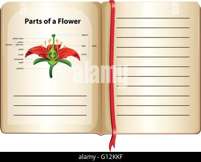 Flower parts diagram clipart design. Flower anatomy and infographic clip art with petals, stigma ...