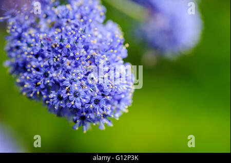 CEANOTHUS CONCHA. CALIFORNIA LILAC Stock Photo - Alamy