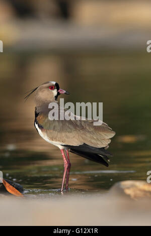 Portrait of Southern lapwing Vanellus chilensis. Wildlife of birds ...