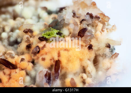 Mould growing rapidly on mouldy bread in green and white spores Stock ...