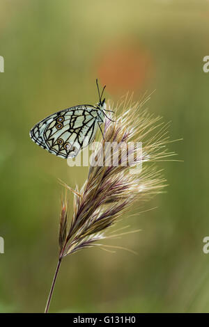 Spanish marbled white, Melanargia ines, butterfly resting on dry plant ...