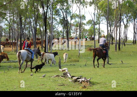 Cattle muster, Australia Stock Photo - Alamy