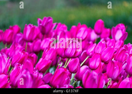 Purple fuchsia bouquet. Floral botanical flower. Wild spring leaf ...